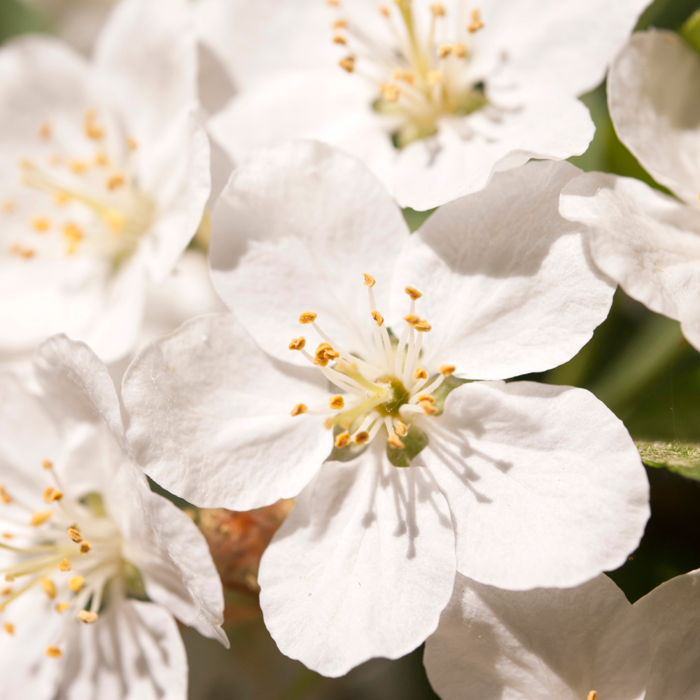 NIVR - Natural Sunscreen Lotion with SPF 21 - Paraben/Sulphate Free ...